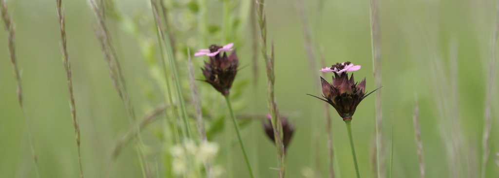 Pladias: Database of the Slovak Flora and Vegetation